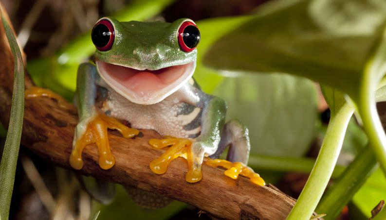 LSnarede: Aula sobre anfíbios.