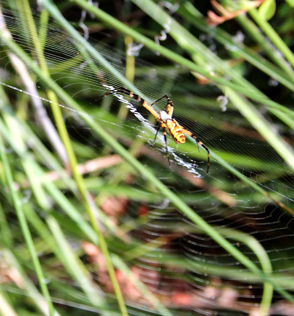 Rainbow Magic Sparkle Butterfly : Insects and Spiders visiting my ...