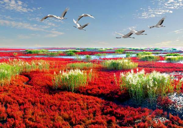 Bisarbeat: Red Beach is located in Panjin — China