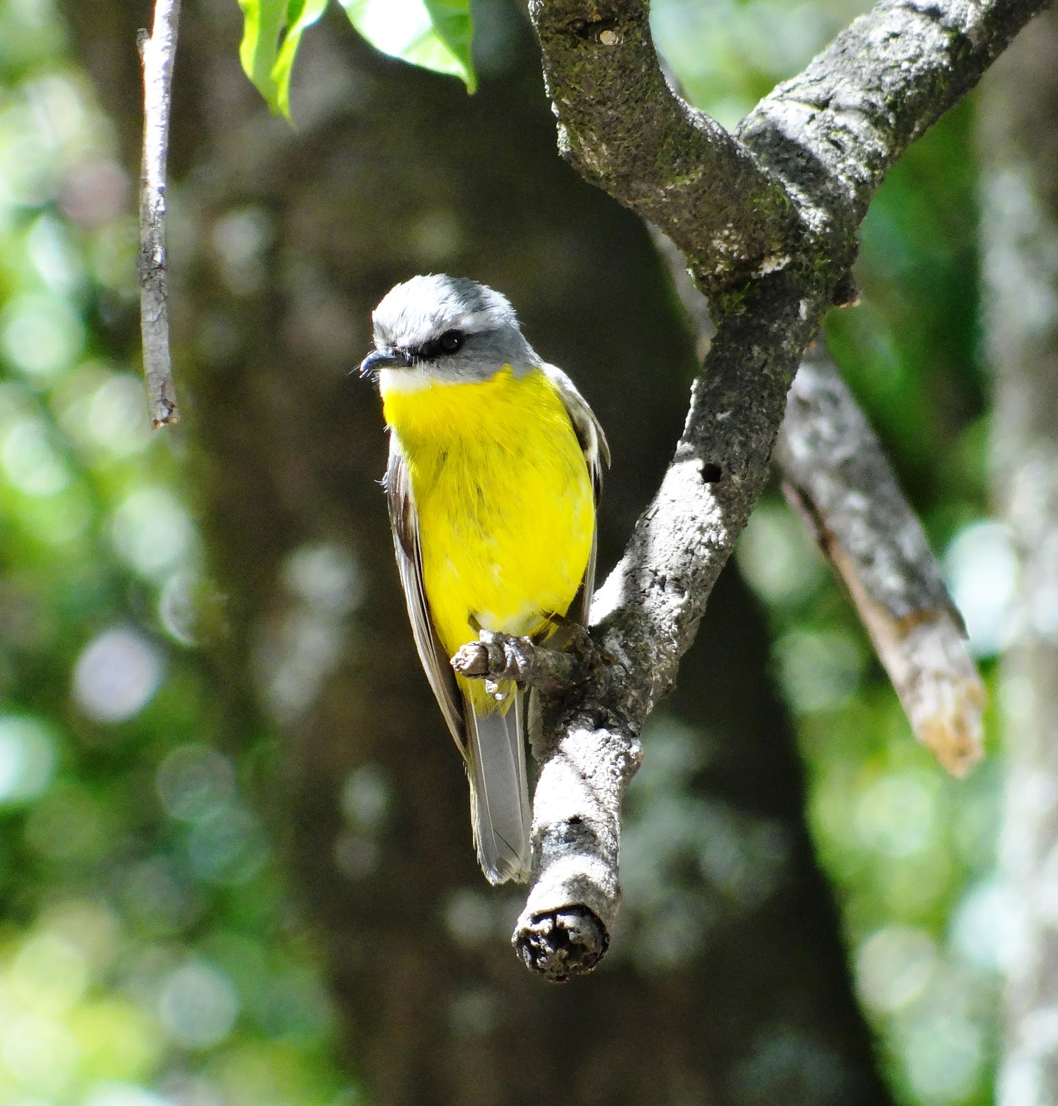 sunshinecoastbirds: Multiple Rufous Scrub-bird sightings and other ...