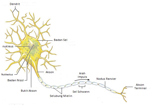 Sistem saraf manusia: Sel Saraf Manusia