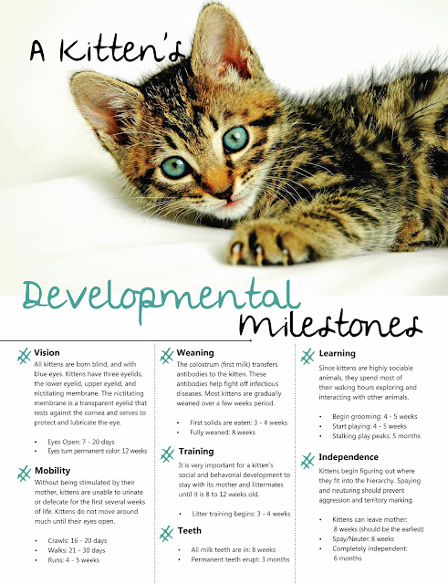 Kitten Developmental Milestones | Amber Leigh's Portfolio