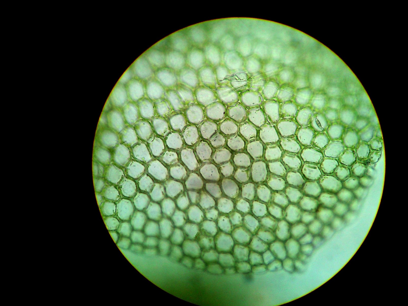 Taller Complementario Bio-arte: LAS PLANTAS EN EL MICROSCOPIO