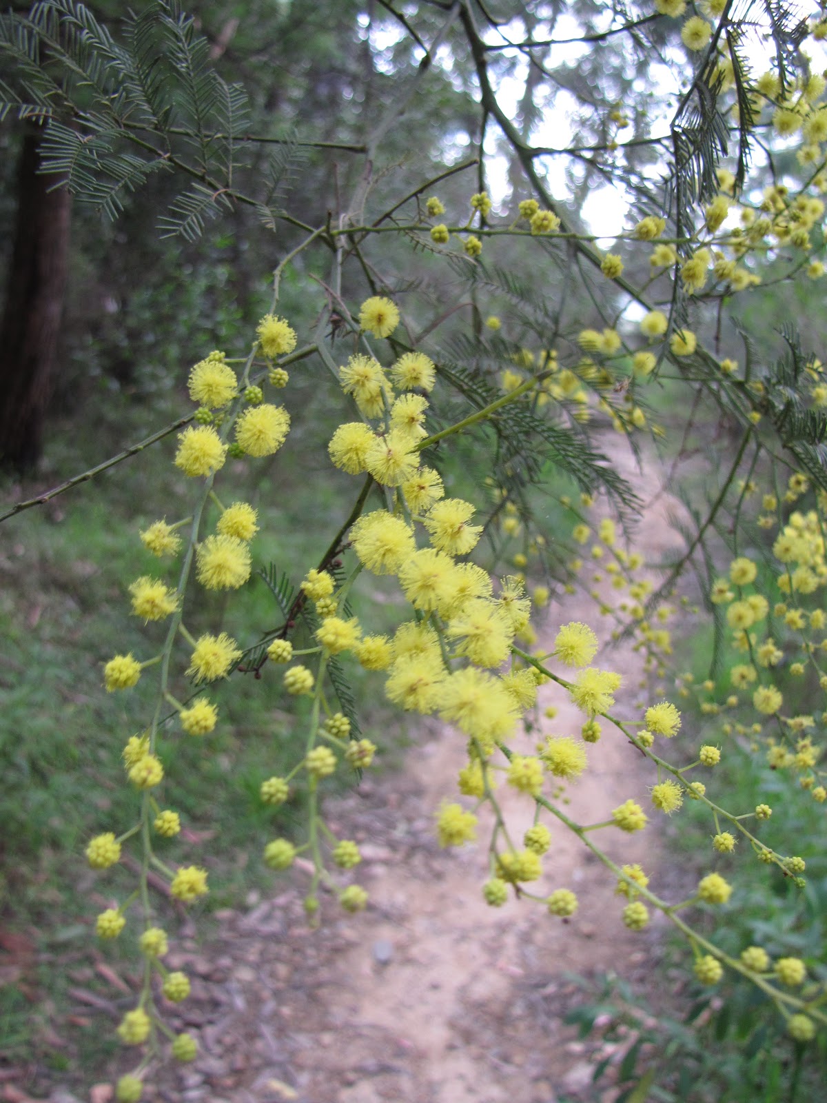 Sydney's Wildflowers and Native Plants: Acacia decurrens - Black Wattle ...