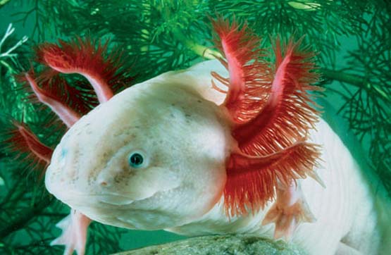 Ambystomazempoalensis: axolote