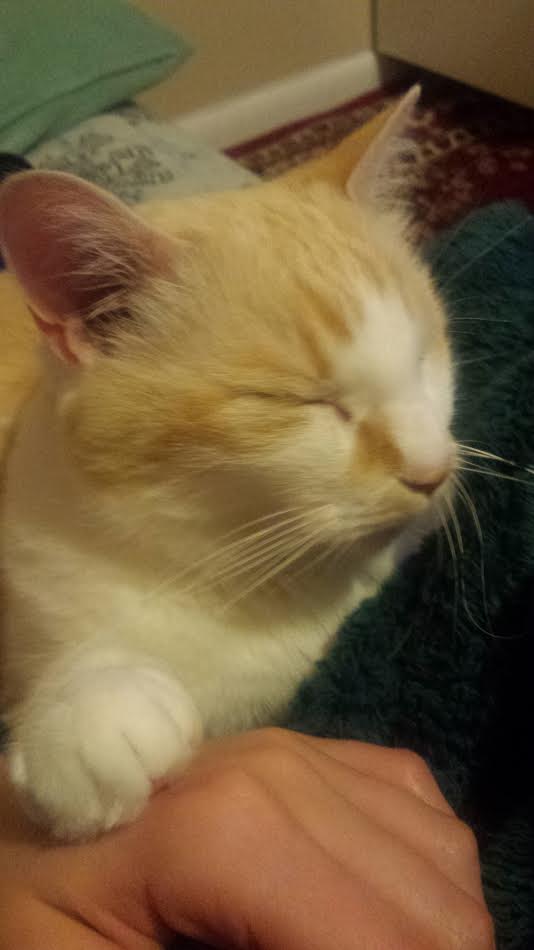 I Want To Hold Your Paw