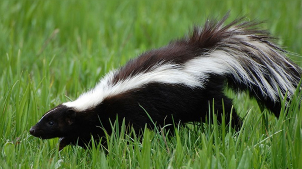 ANPP Animales y Plantas de Perú: Zorrillo - Conepatus semistriatus