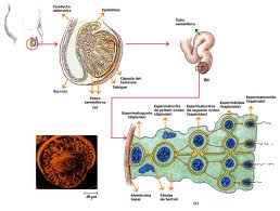 ies faro biología y geología: FORMACIÓN DE GAMETOS