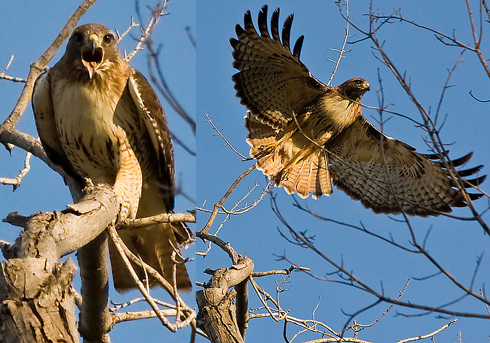 The Circus "NO SPIN ZONE": Leucistic Red Tailed Hawk