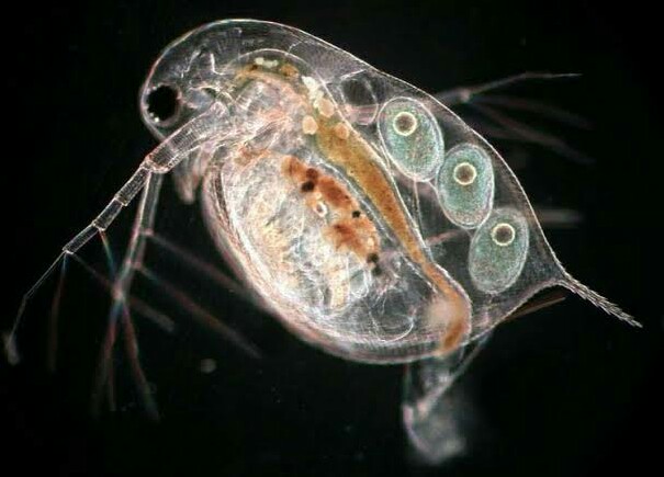 2 Jenis Kutu Air Yang Banyak Dibudidayakan Dan Mudah Pemasarannta - SUKSES