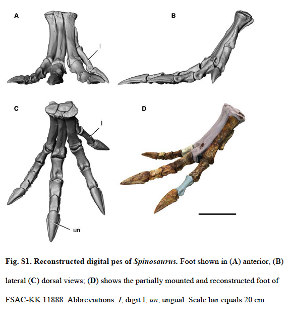 Antediluvian Salad: Spinosaurus Unauthorized III: Run, Spino, Run ...