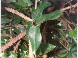 Aylla: Kayu Rapat (Parameria laevigata) Obat Anti Mencret Alami