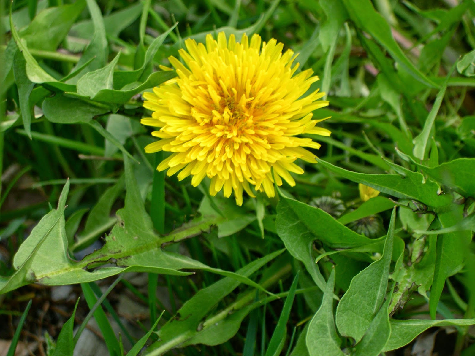 Materia Medica Folio : Taraxacum officinale