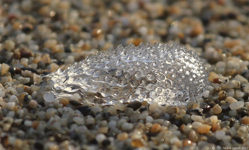 The Natural History of Bodega Head: In case you were wondering