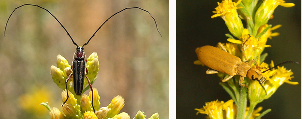 Arizona: Beetles, Bugs, Birds and more: Seining for native Arizona fish ...