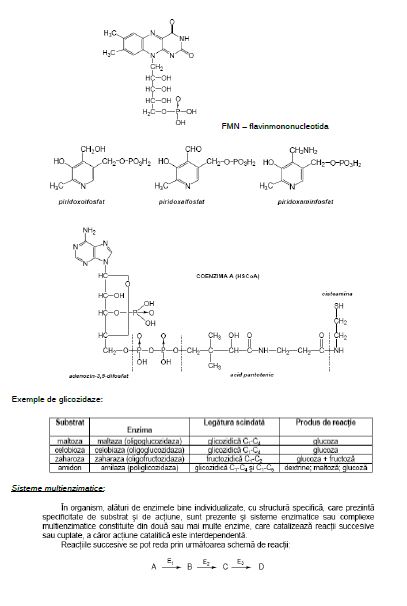 AMG: Biochimie- Curs 7 Enzimele
