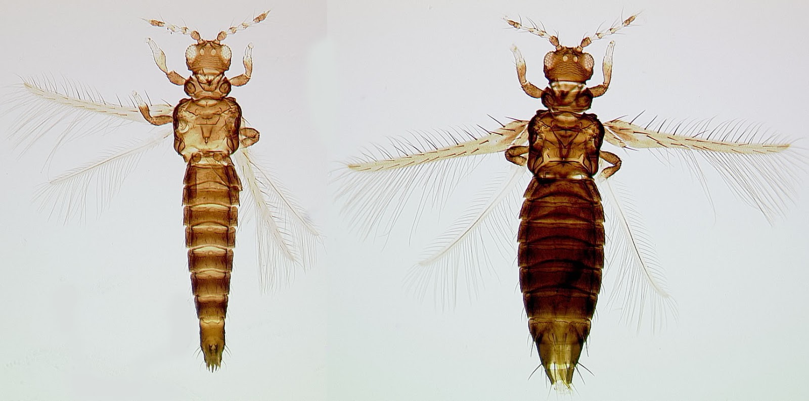 INSECTOS DE P.R. In Memoriam Dr Luis F Martorell y Dr Alain Liogier ,DR ...