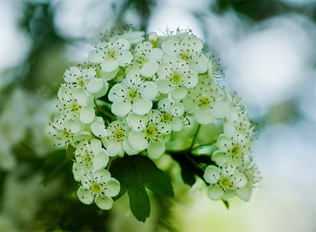 NATURA: La flor del espino.