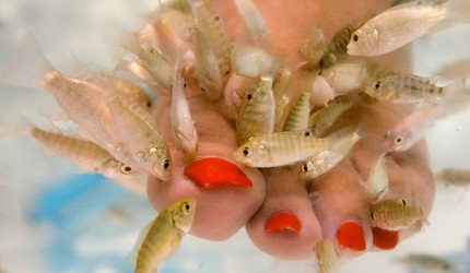 Dr. Fish (Garra Rufa)