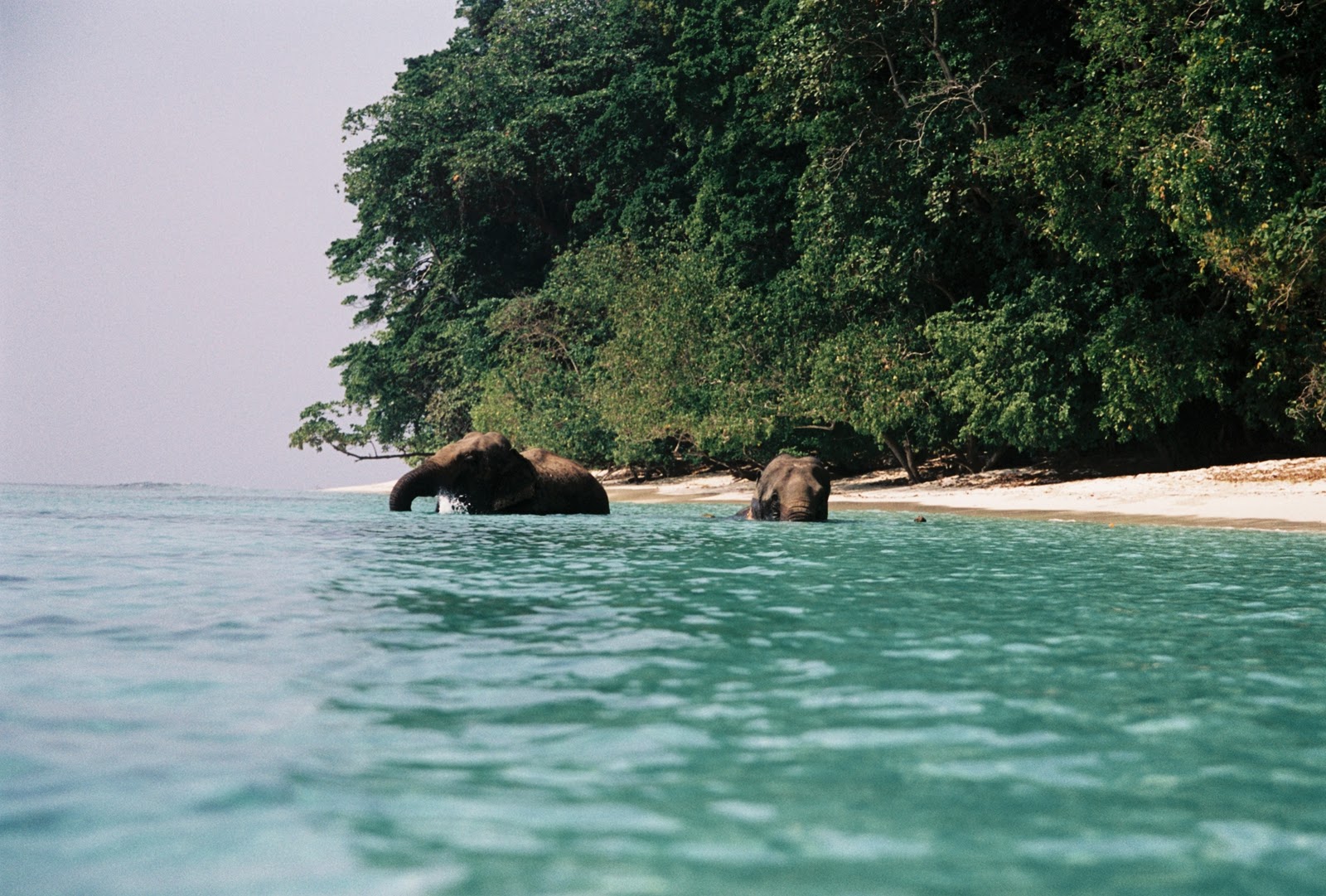 Andaman and Nicobar Islands: Rejoicing in Nature’s Treasure Trove ...