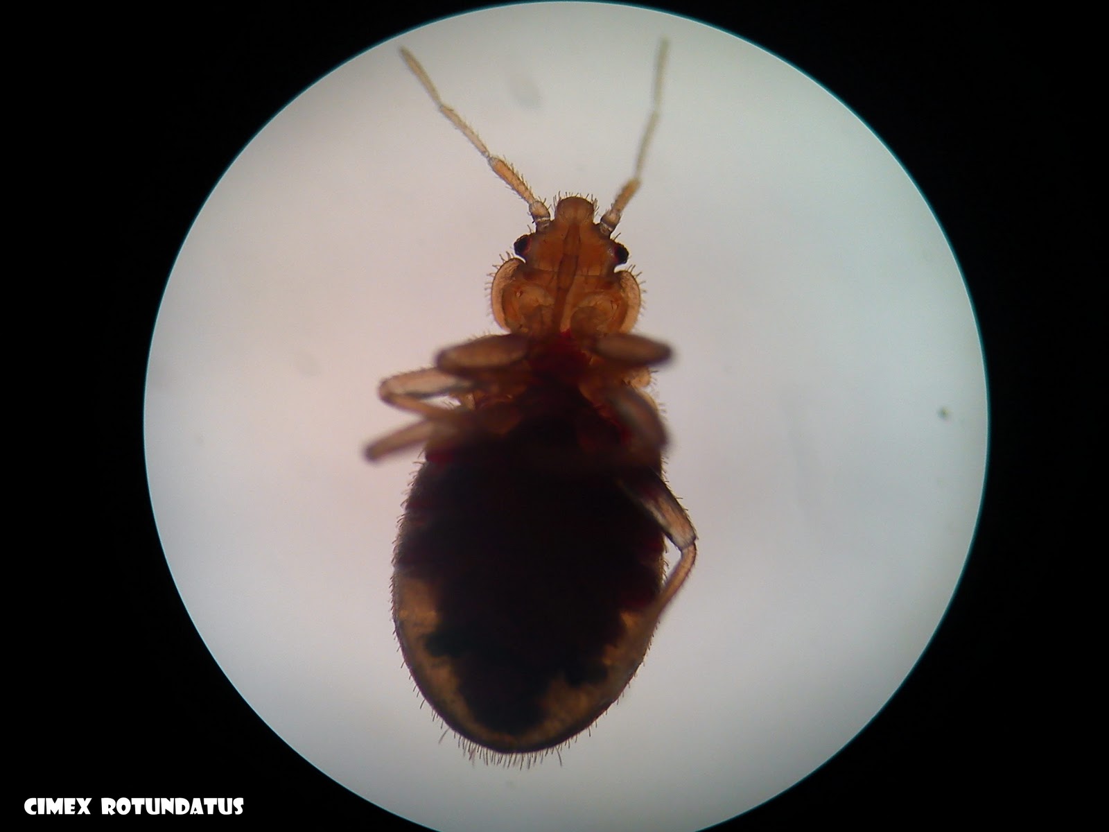 Cimex rotundatus | Analis Kesehatan