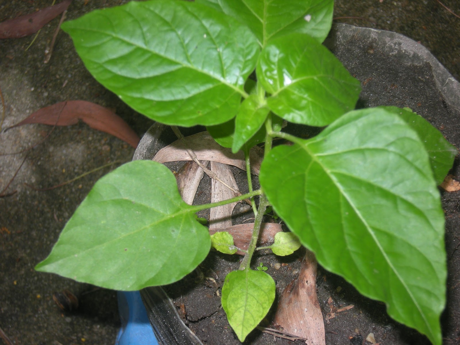 Pokok Lada Benggala / Capsicum
