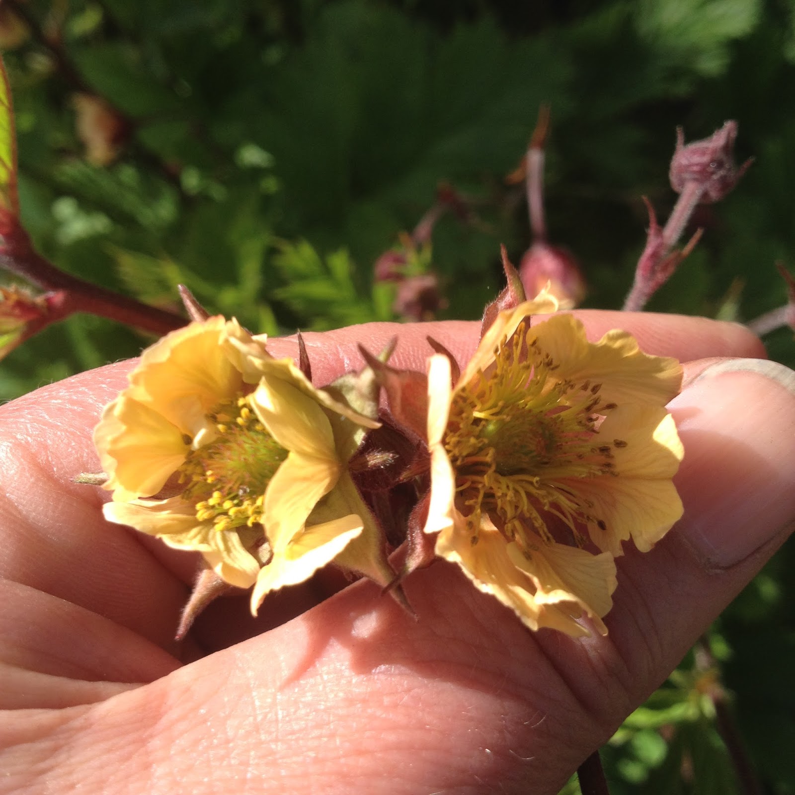 Blomstertøsens Have: Geum