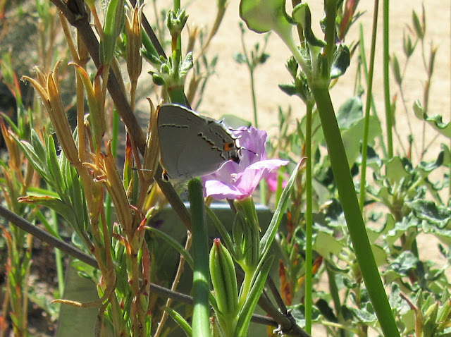 Mother Nature's Backyard - A Water-wise Garden: Gray Hairstreak ...