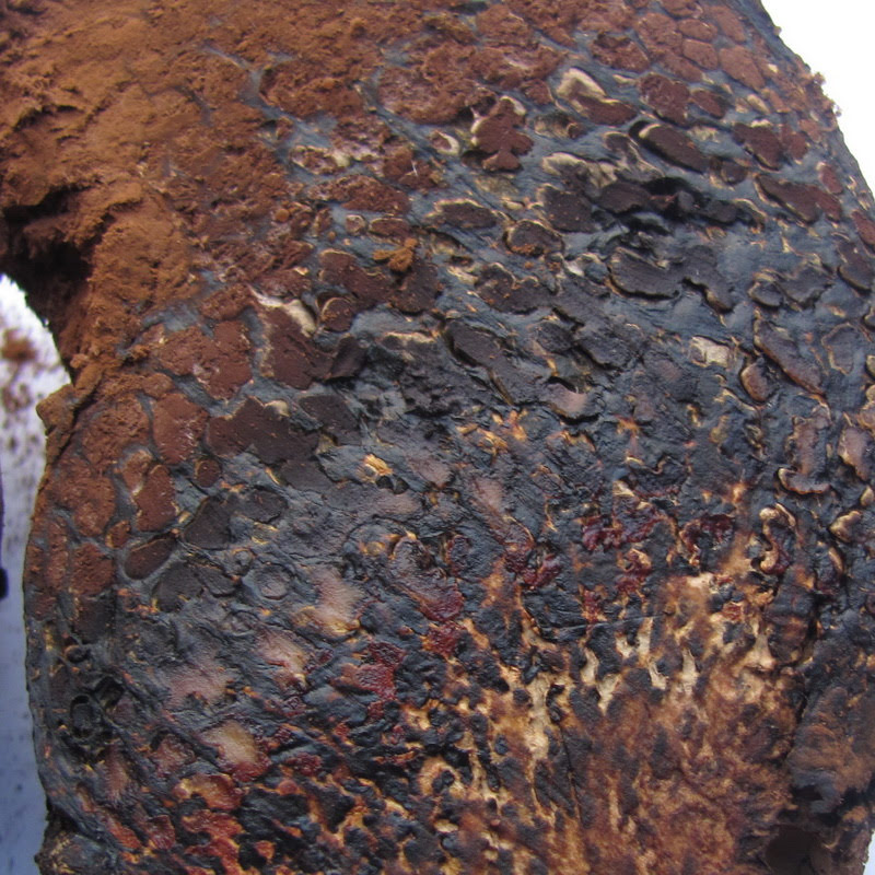 El mundo microscópico de los hongos: Pisolithus arhizus (Scop.per Pers ...