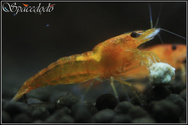 spacedodo shrimps: Reproduction des crevettes