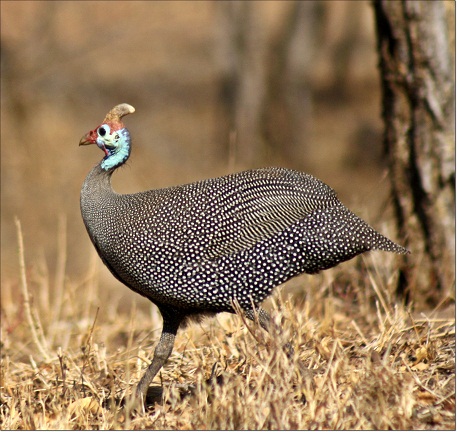 CHASING THE GREEN DRAGON: CIRCLING TOGETHER