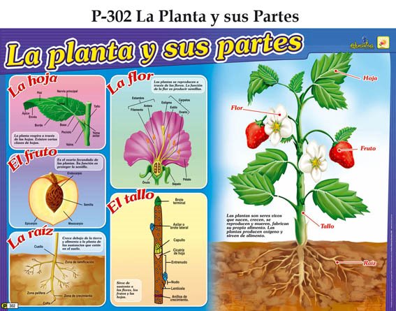 Cuentitis y punto: Las plantas