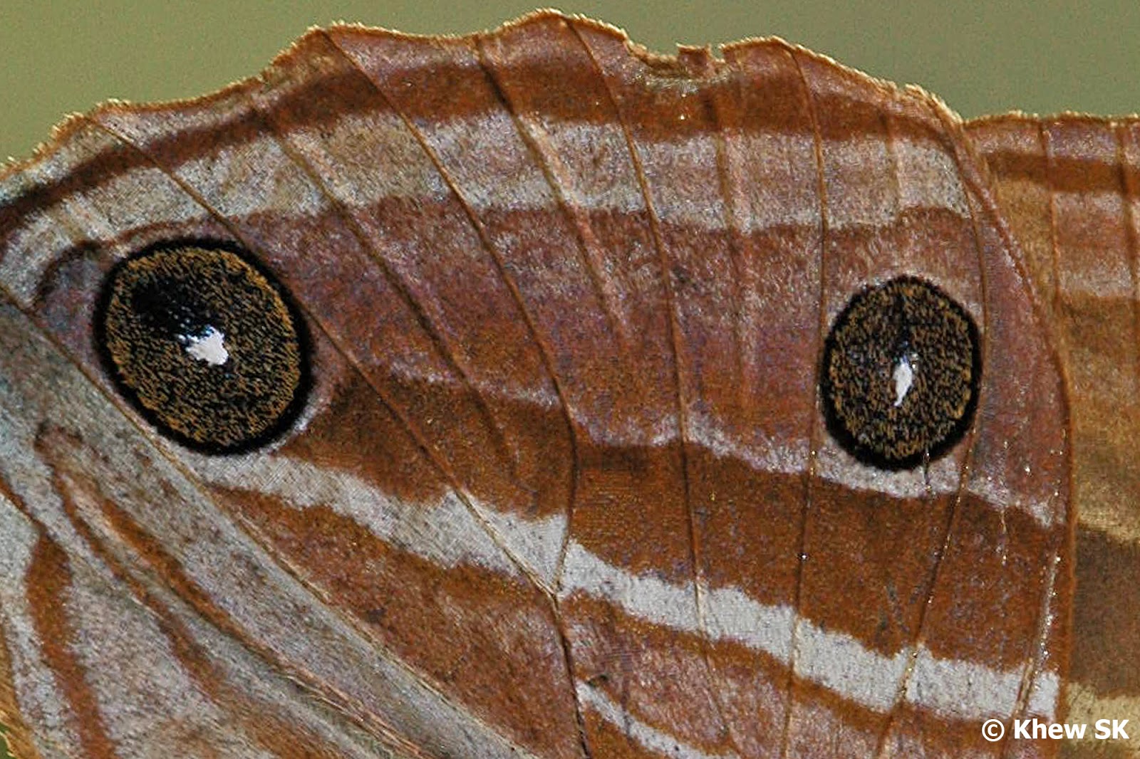 Butterflies of Singapore: Butterfly Eyespots