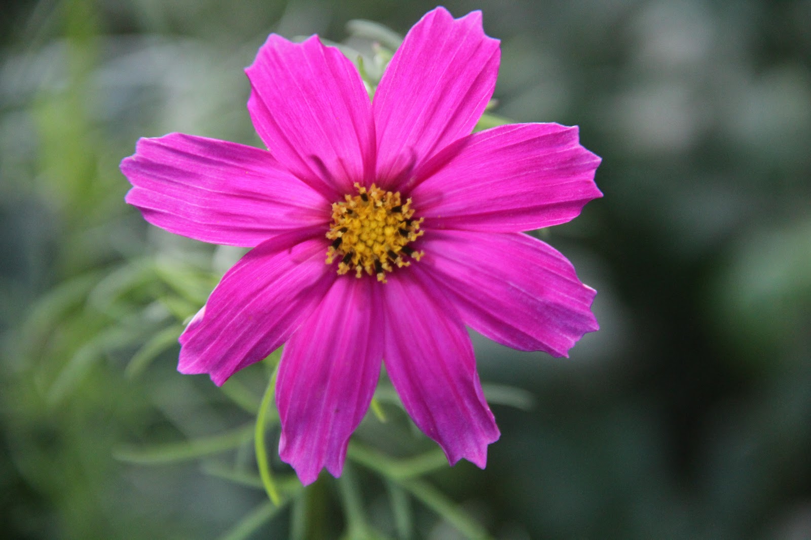 kosmėja paprastoji /Cosmos bipinnatus/