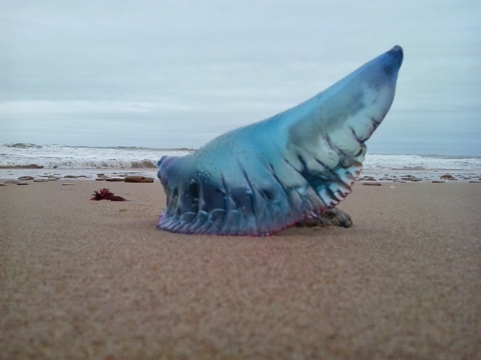 muestreos icman: Recogida de Physalia physalis