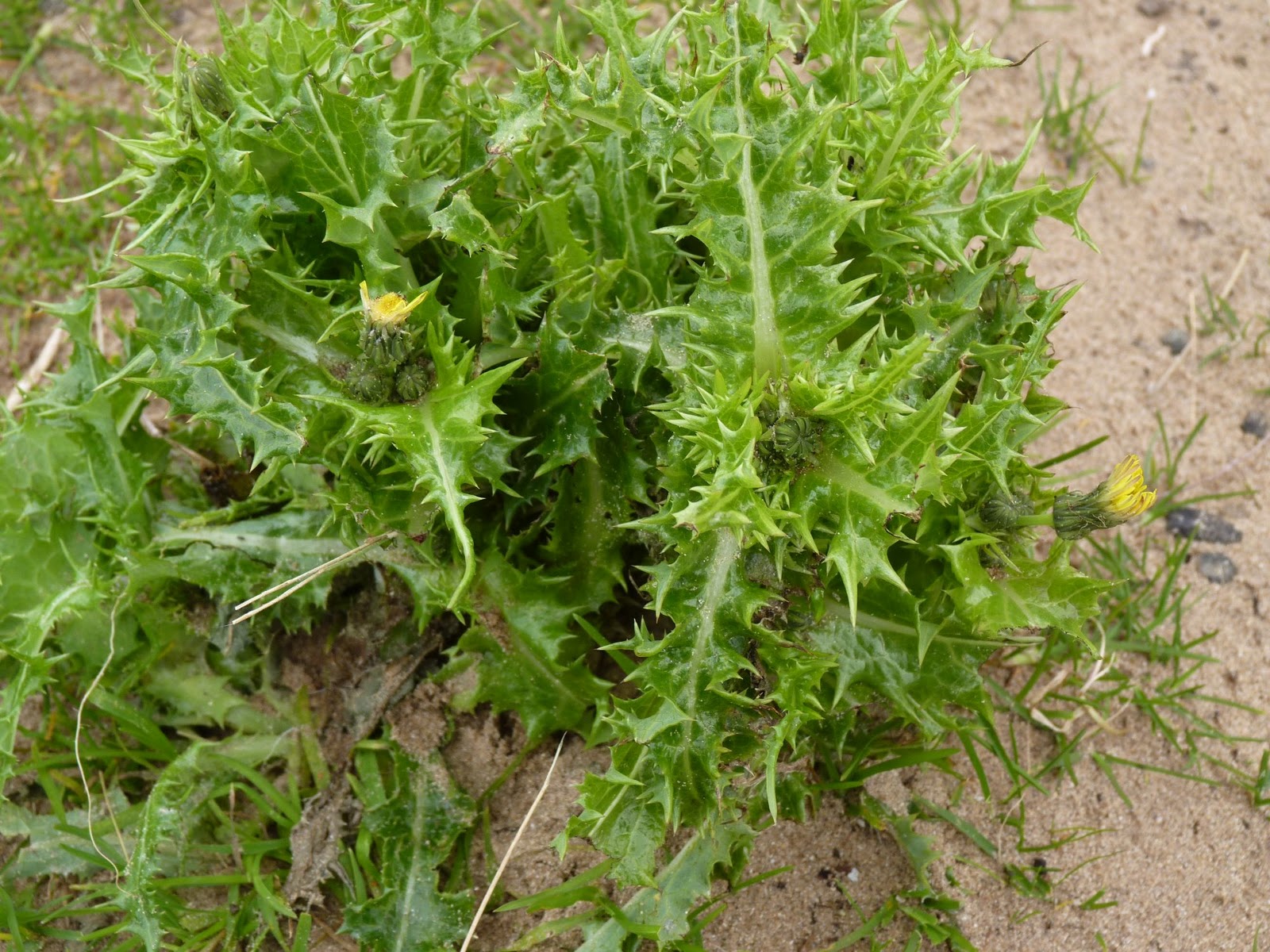 Islay Natural History Trust: Flora and Fauna at Ardnave, 23rd September ...