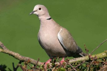 Filnore Woods Blog: Coo - pigeons or doves?