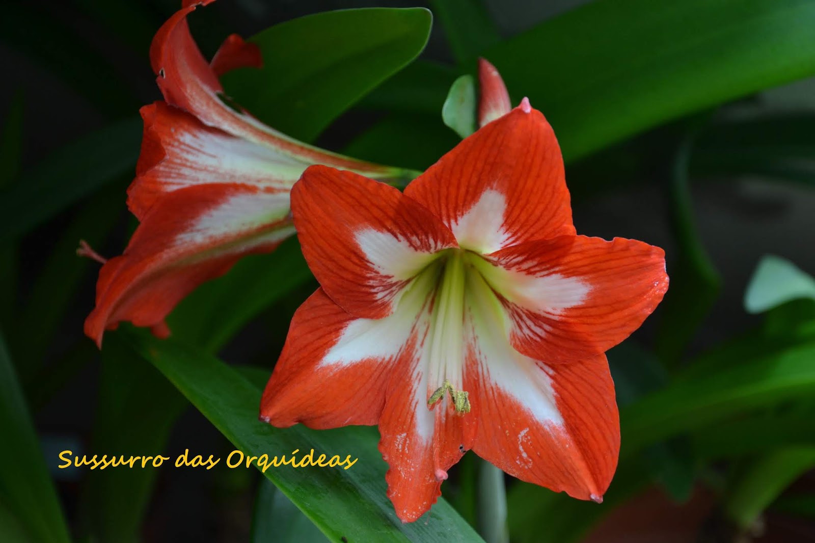 Sussurro das Orquídeas: Hippeastrum Sonatini 'Balentino'