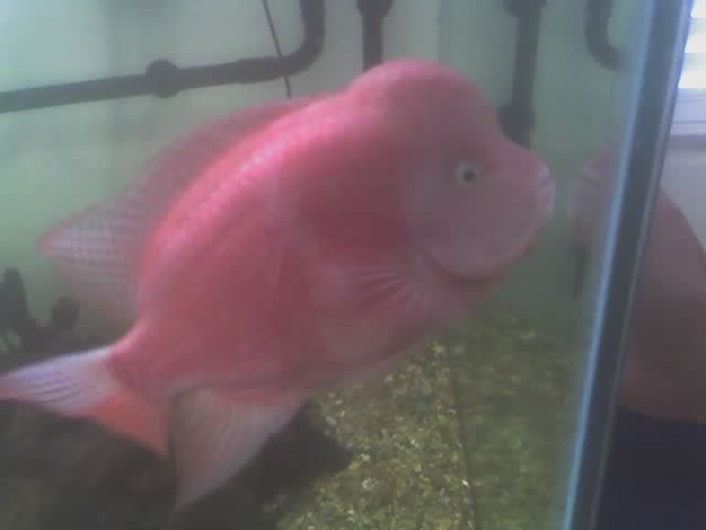 Flowerhorn The Hybrid Cichlids: Louhan Red Monkey
