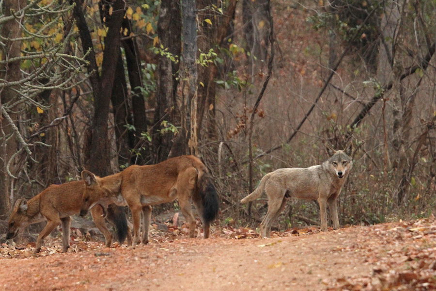 El cuón: el perro rojo de Asia.