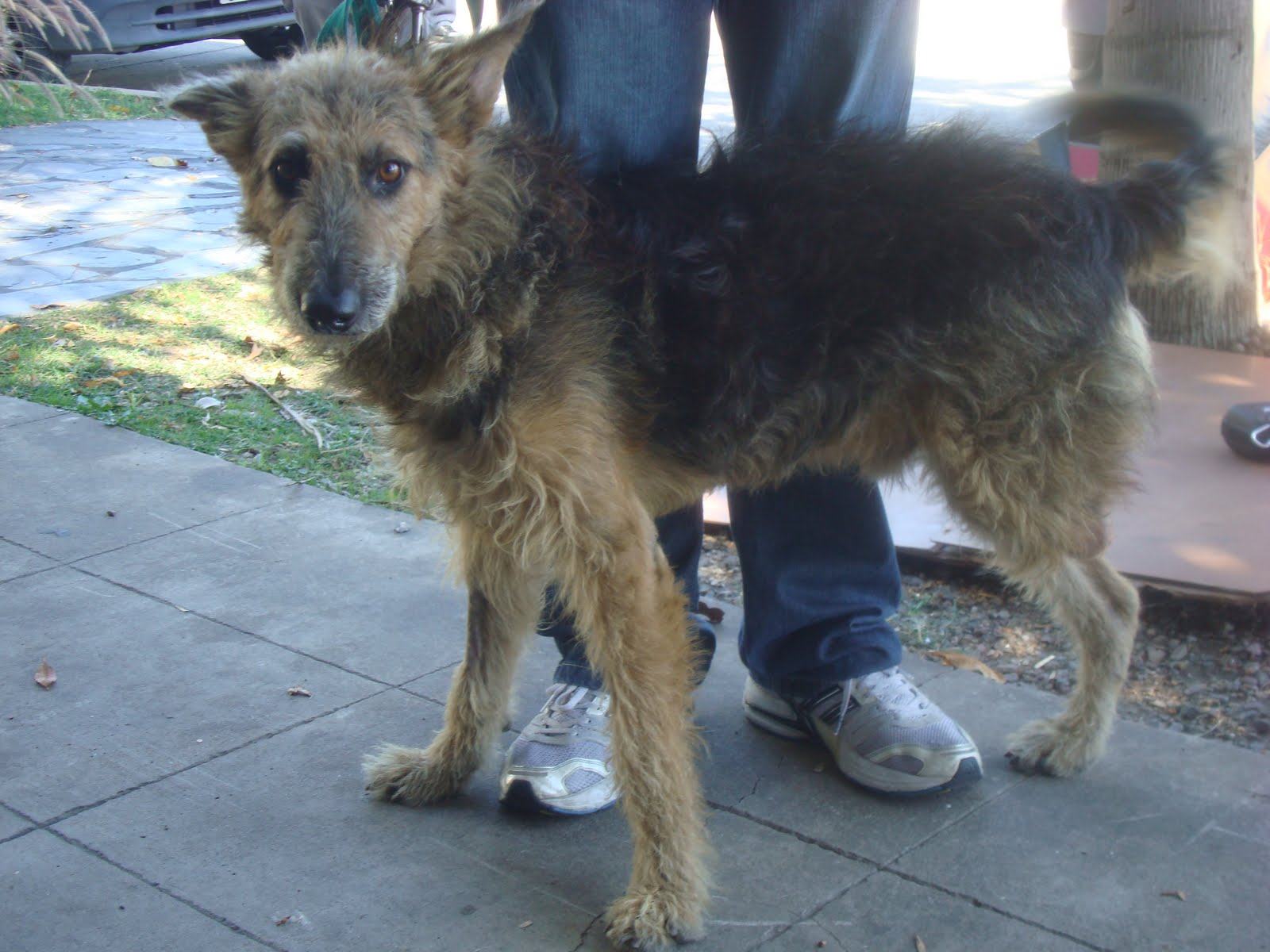 Adoptándonos: René, precioso perro barbindho en adopción especial