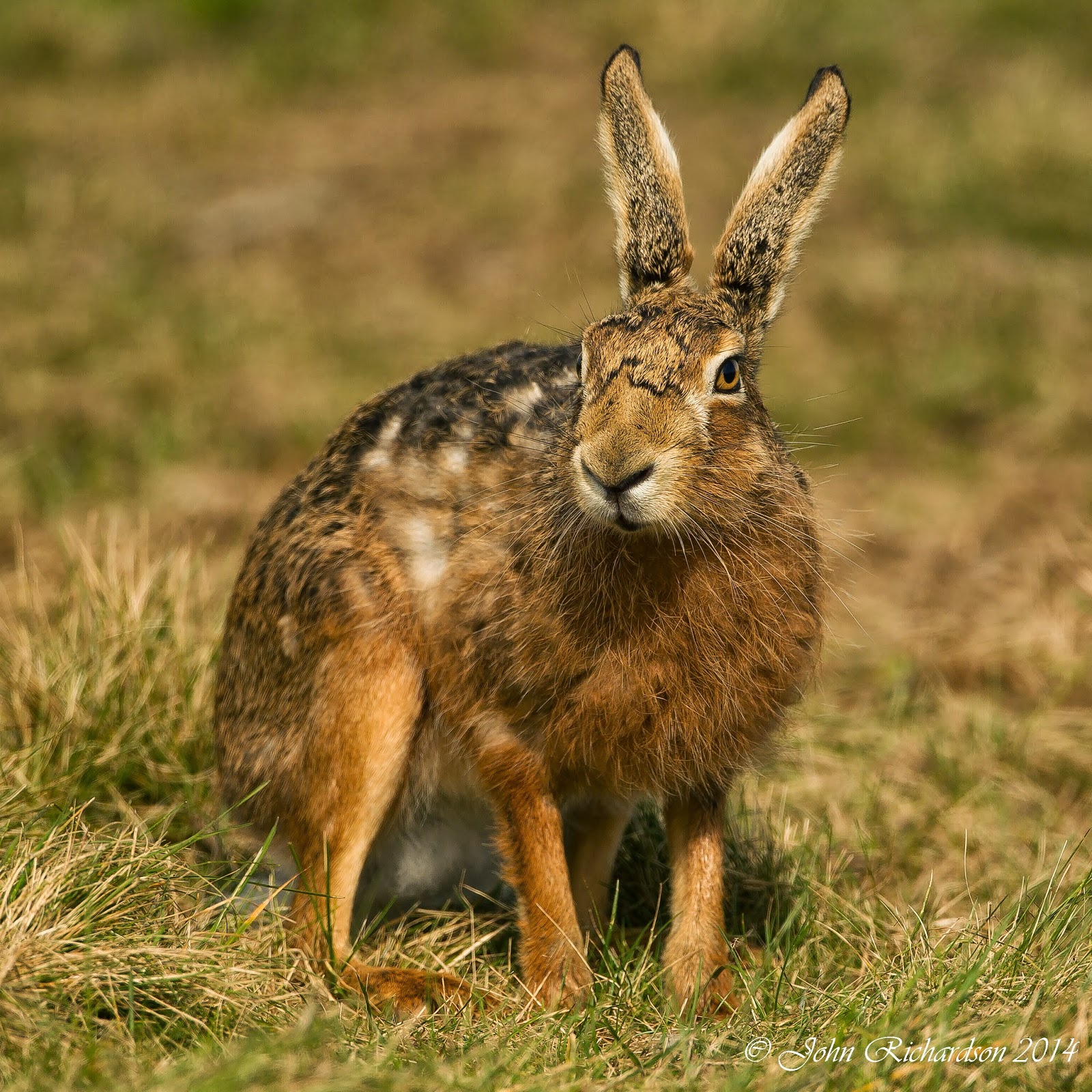Old Man of Minsmere aka John Richardson: Not so Mad March Hare