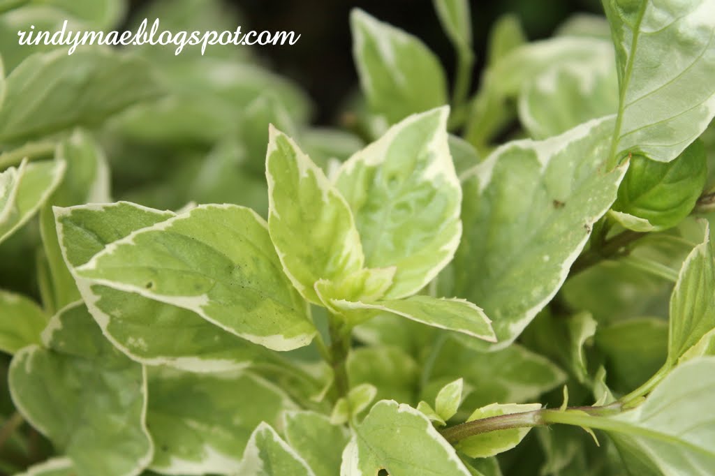 Rindy Mae: Shades Of White