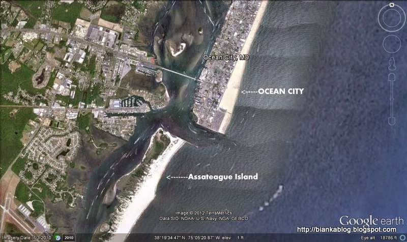 Critter Sitter's Blog: Ocean City and Assateague Island (Maryland) Photos