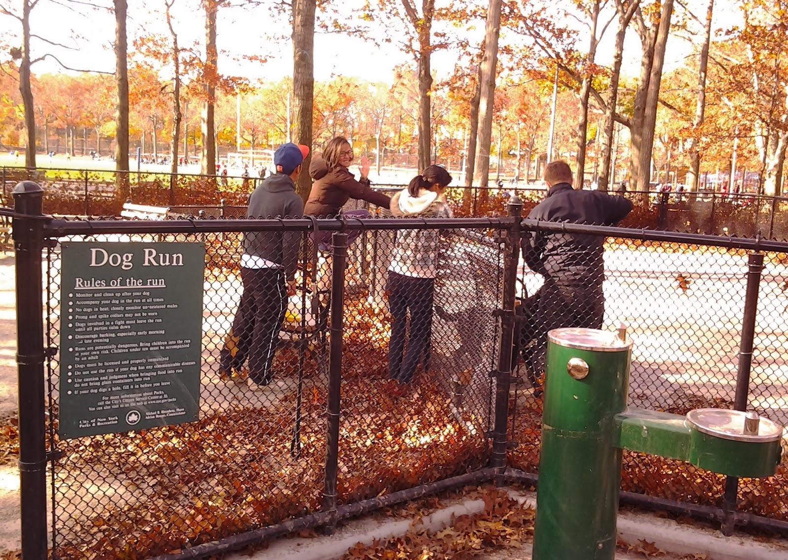 Friends of the Williamsbridge Oval: Dog Run