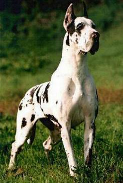 MUNDO ANIMAL: Gran Danes o Dogo Aleman