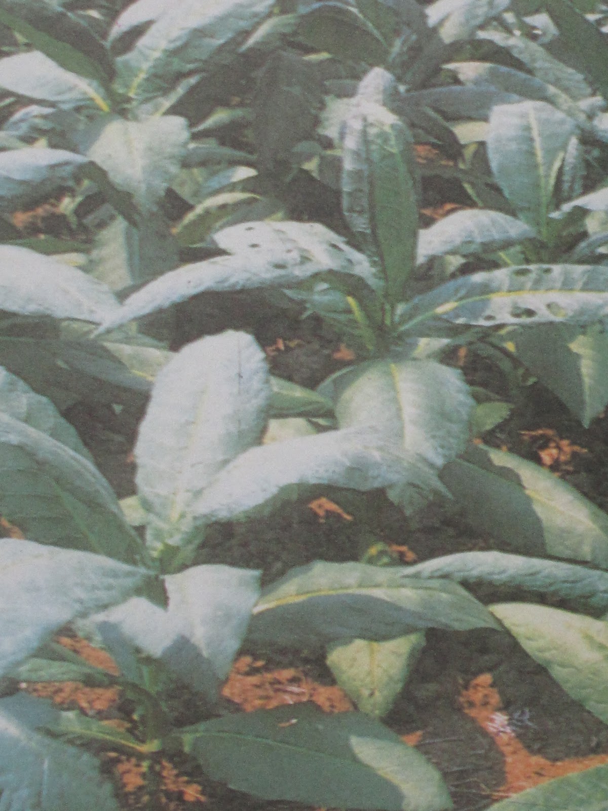 herbal leaves, herbal medicine plants and treatments: Tobacco, Tabako