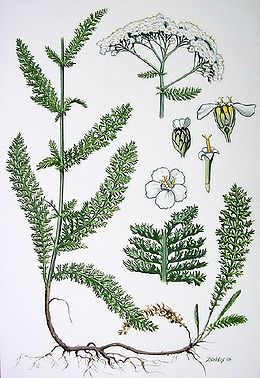 Varázslatos gyógynövények - Herbs of magic: Mezei cickafark - Achillea ...