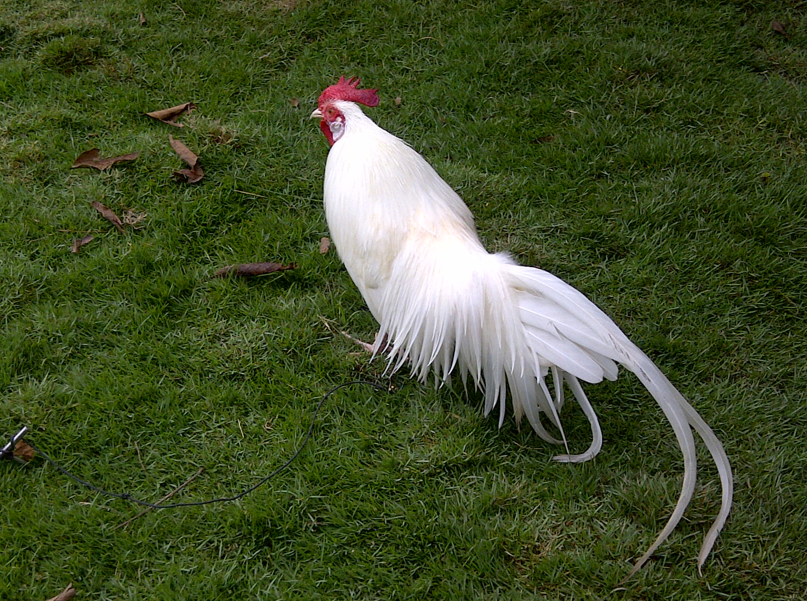 Merlimau Exotic Farm: Silver and White Japanese Long Tailed