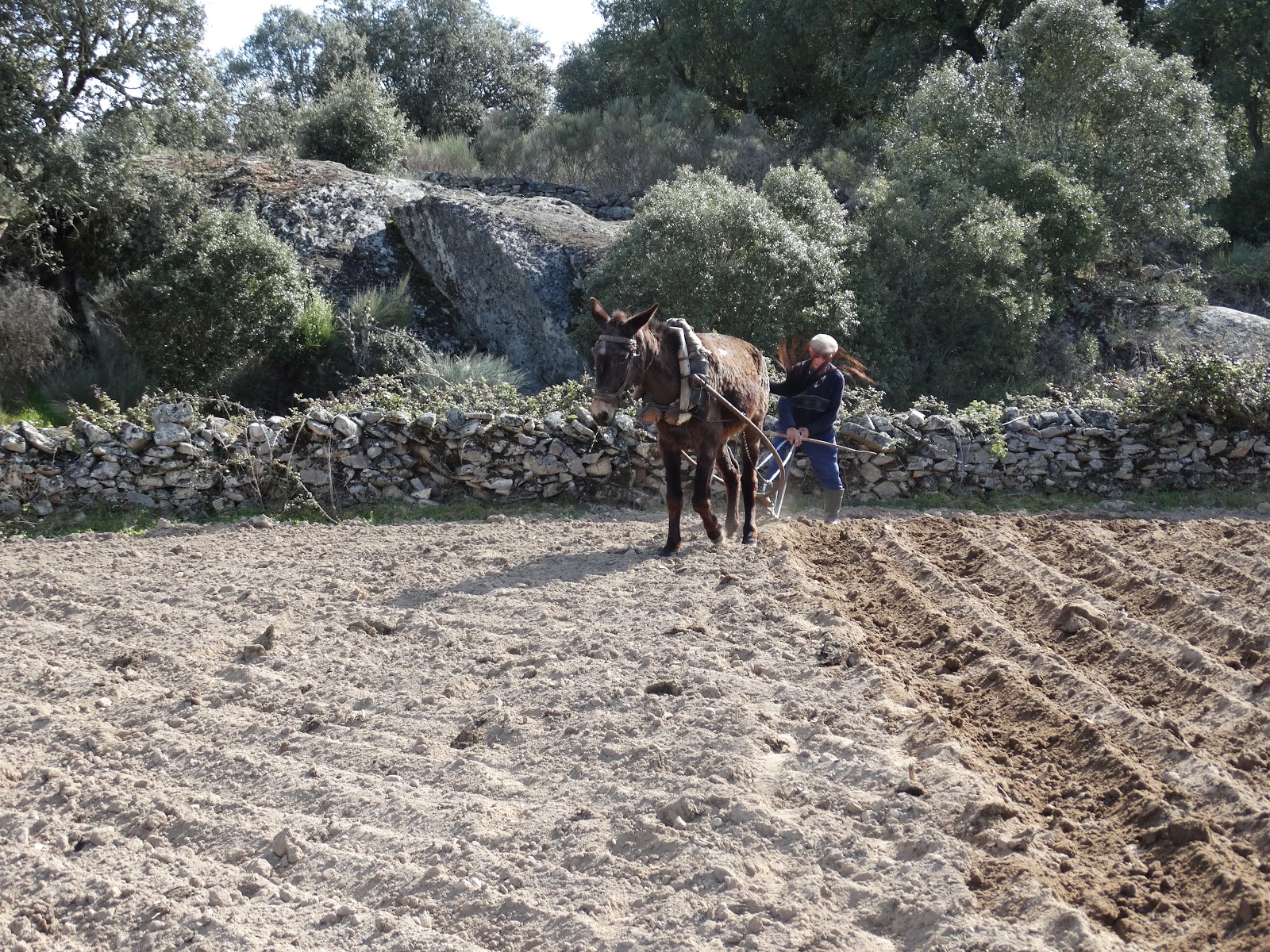 Rinconesibericos: MIEZA-Salamanca-Castilla y León-España